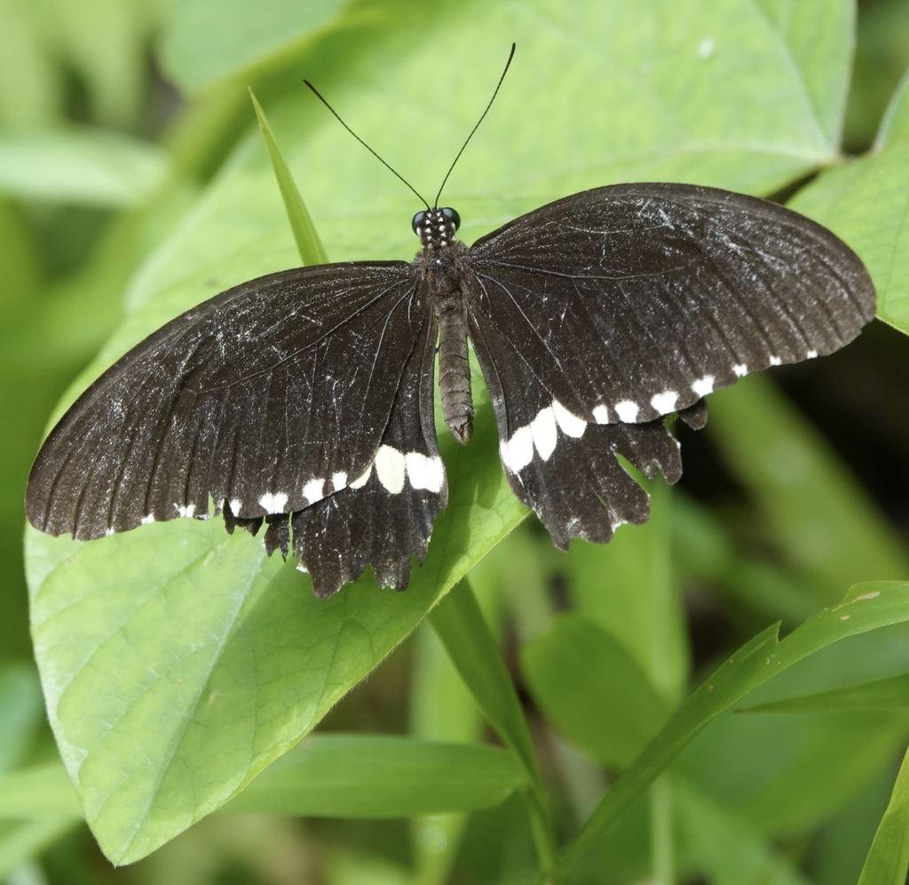 Common Mormon Swallowtail from Goa south 3.5 stream, Camarines Sur ...