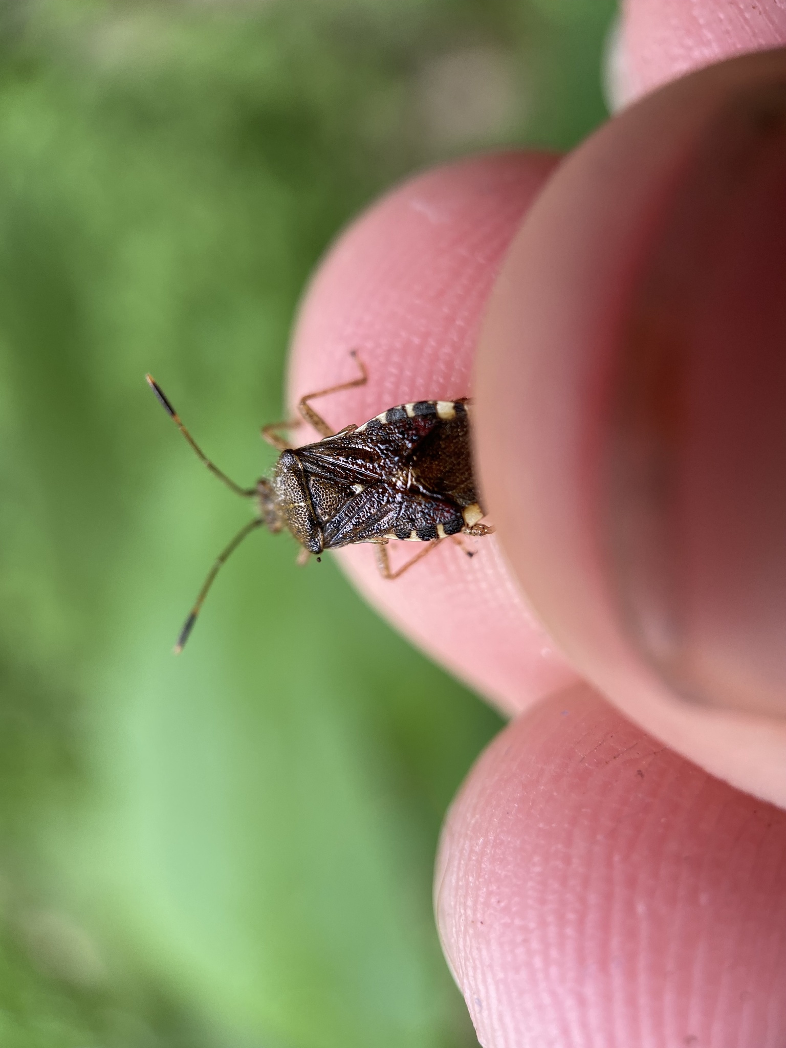 Rhopalus sapporensis (Matsumura, 1905)