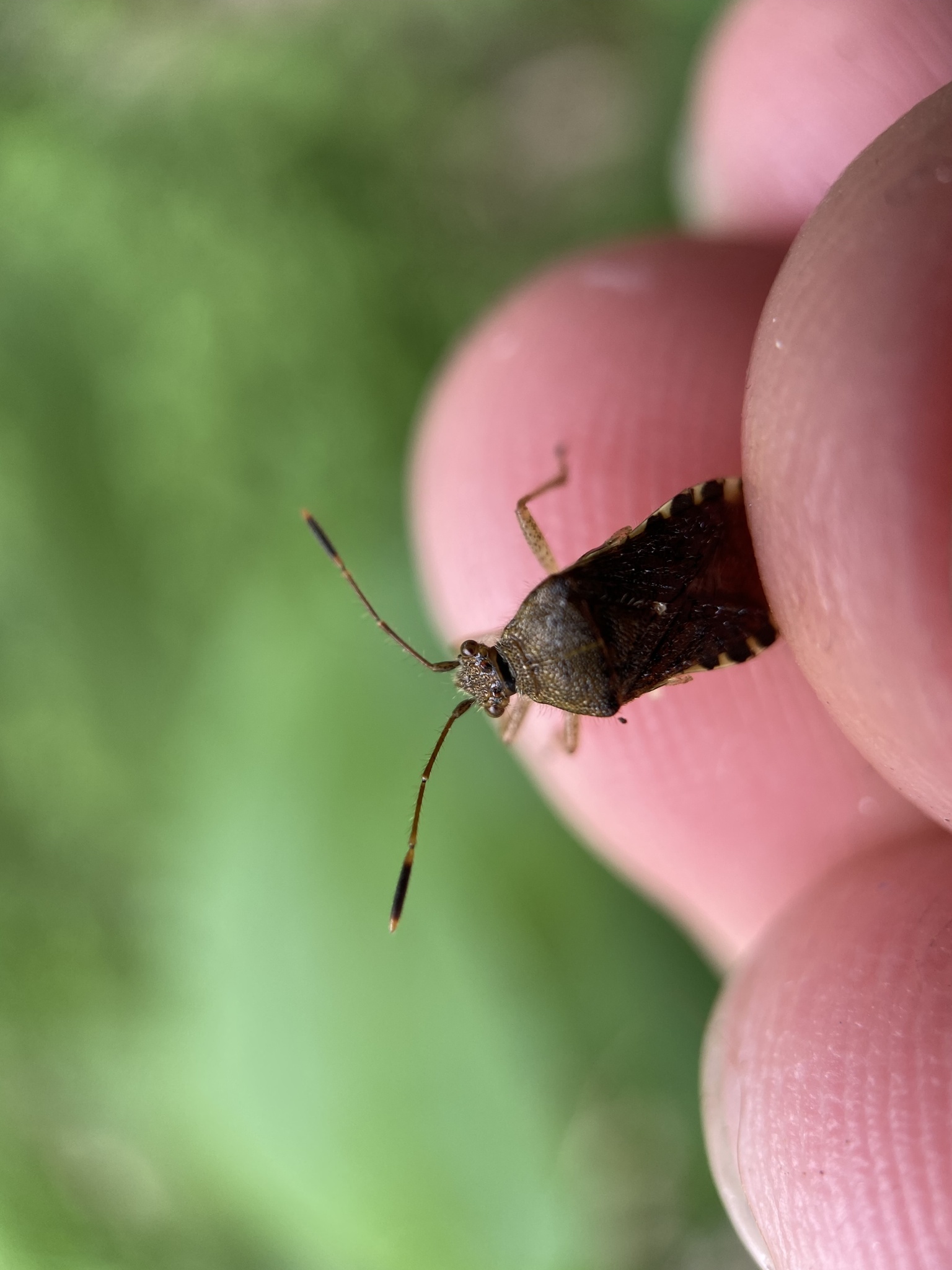 Rhopalus sapporensis (Matsumura, 1905)