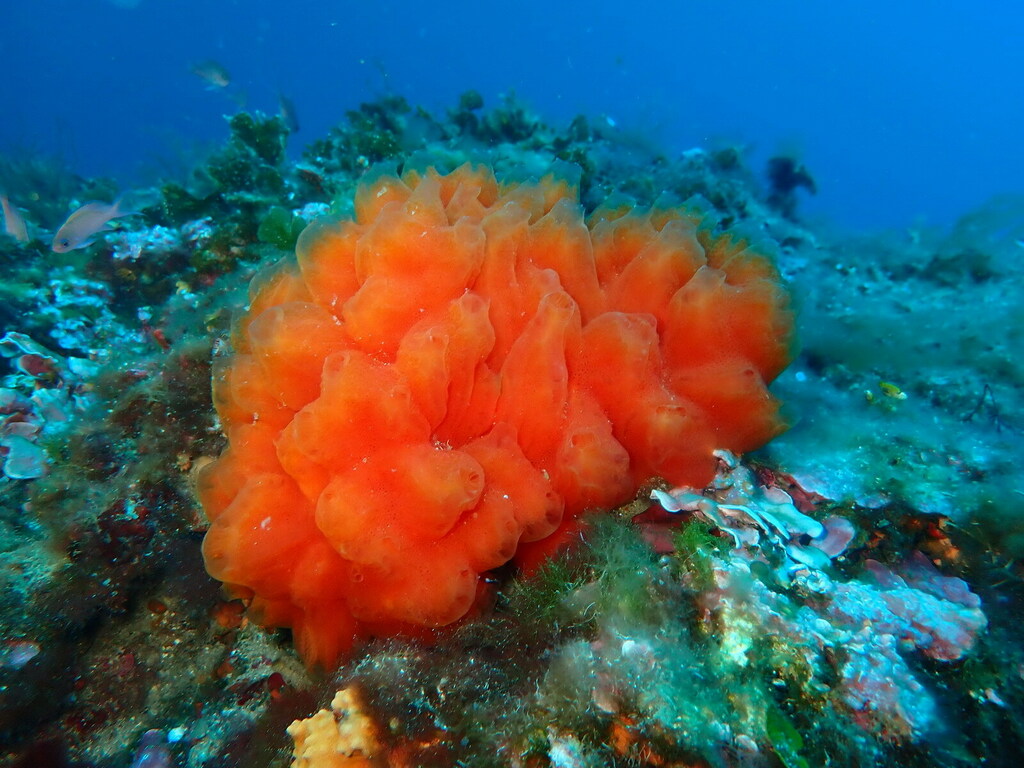 Sea Strawberry from Grand Congloue, Marseille, Fr on July 02, 2022 at ...