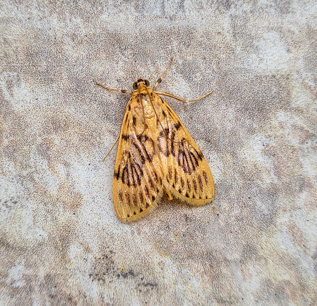 Butterflies and Moths from Upper Sichey, Gangtok, Sikkim, India on May ...