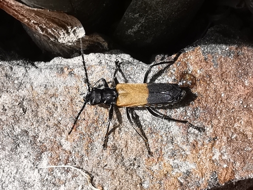 Malthesis meridanus · NaturaLista Colombia