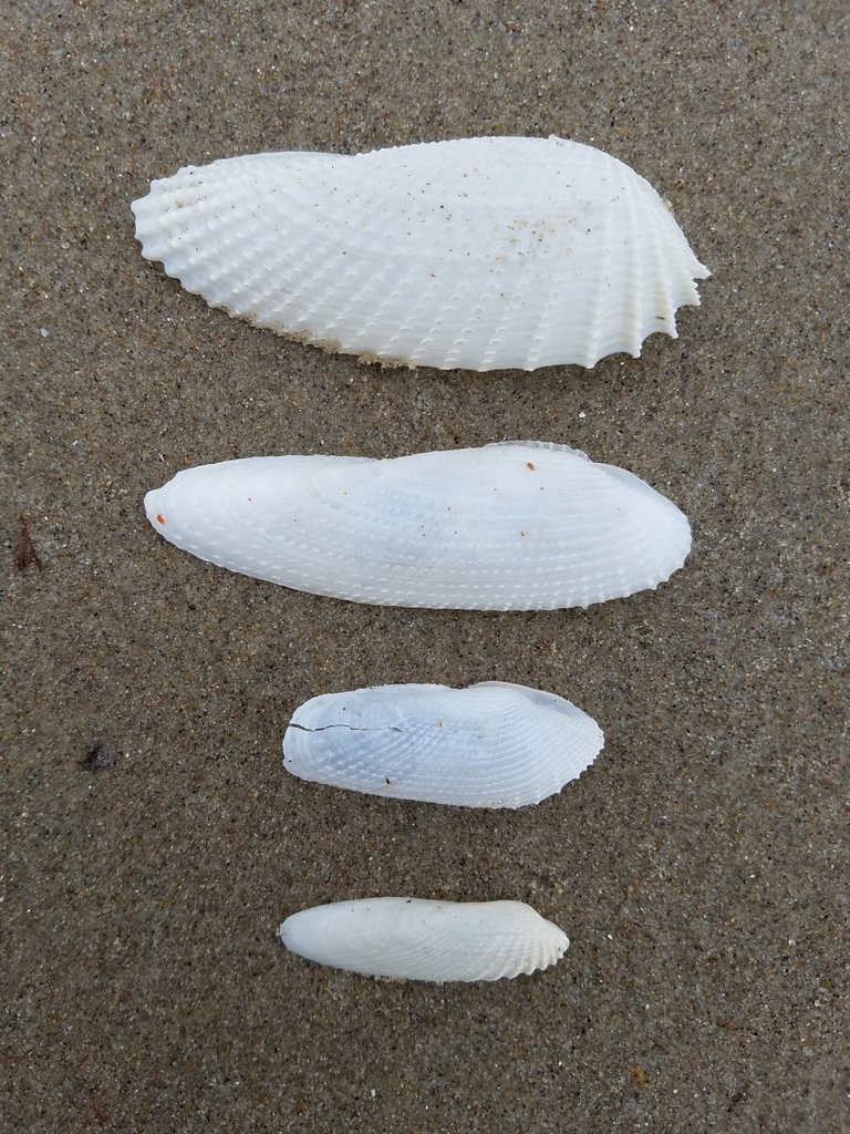 Wing Shell (North carolina marine molluscs) · iNaturalist