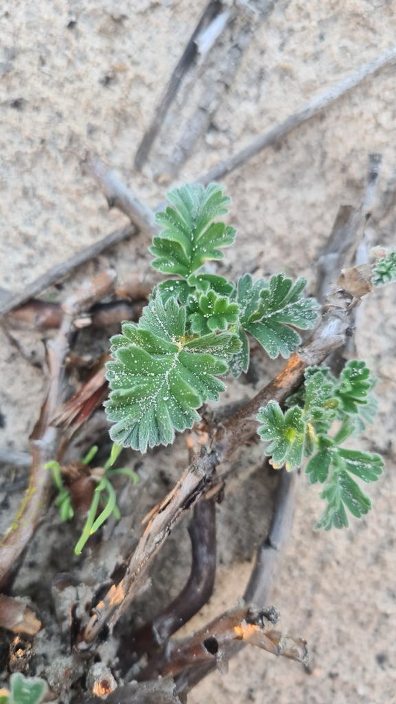 Red Mallow from Bergrivier Municipality, South Africa on June 29, 2022 ...