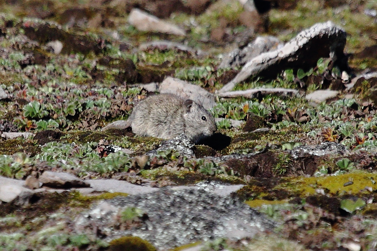 Arvicanthis blicki Frick, 1914