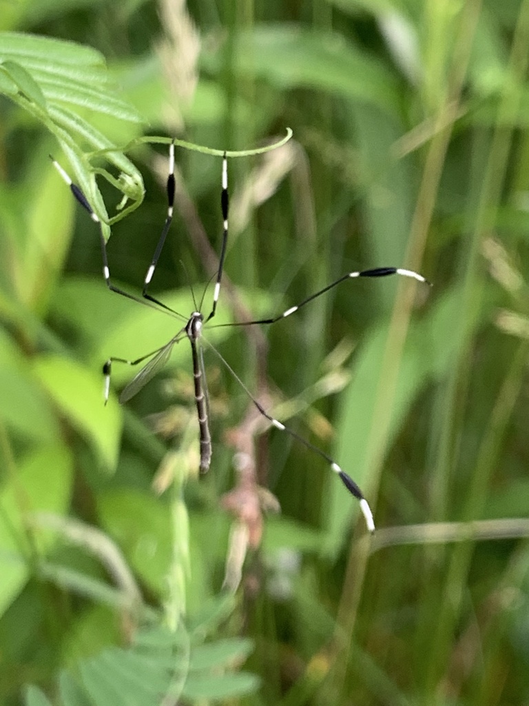 Eastern Phantom Crane Fly from Water Treatment Plant Rd, Truro, NS, CA ...