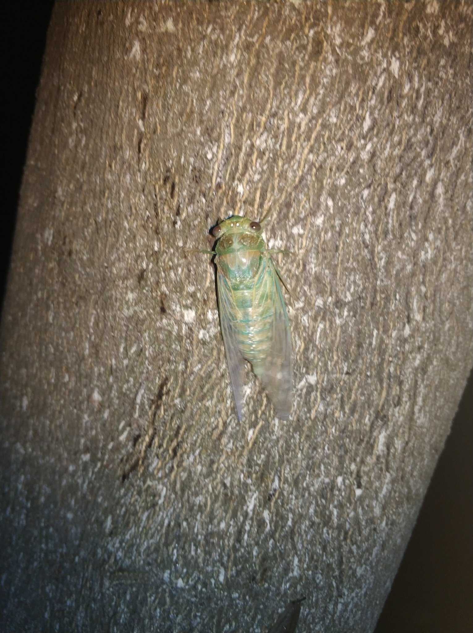 Meimuna mongolica (Distant, 1881)