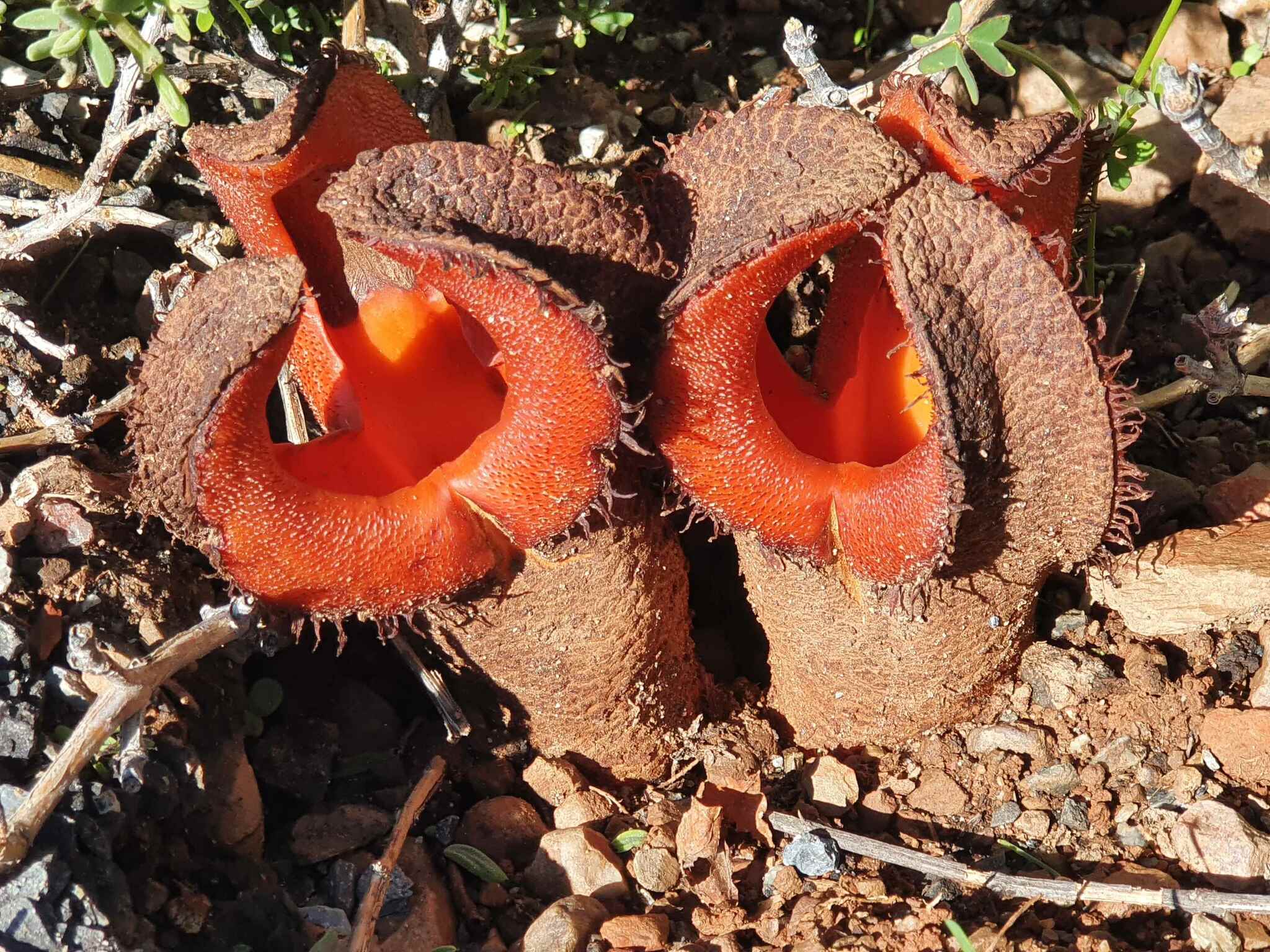 Hydnora africana Thunb.
