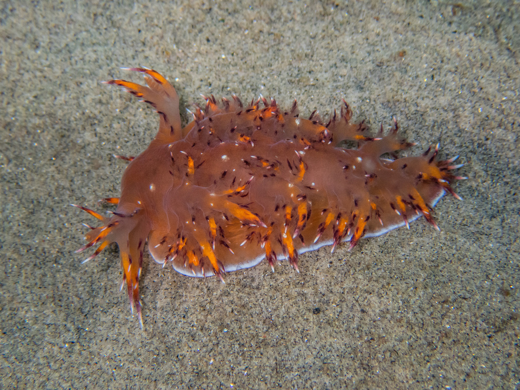Giant Nudibranch from San Diego County, CA, USA on July 01, 2022 at 08: ...