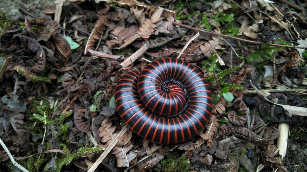 Spirobolus grahami from 中国贵州省黔东南苗族侗族自治州从江县 on April 6, 2019 at 11:11 AM ...