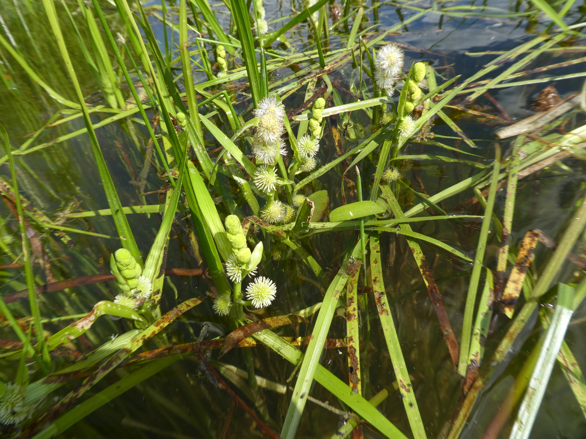 Sparganium emersum Rehmann