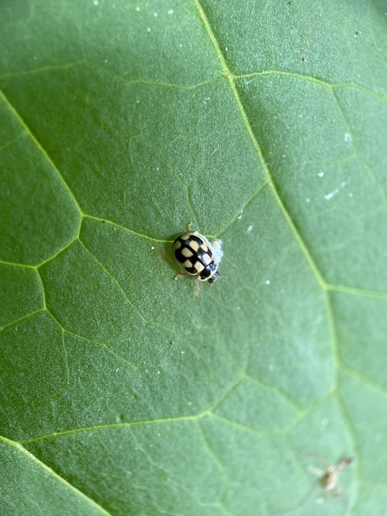 Turtle Vein Lady Beetle from Sejeong Road, Gyeonggi-do, KR on July 02 ...