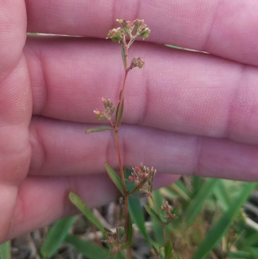 hyssop spurge from Wynwood Art District, Miami, FL, USA on July 01 ...