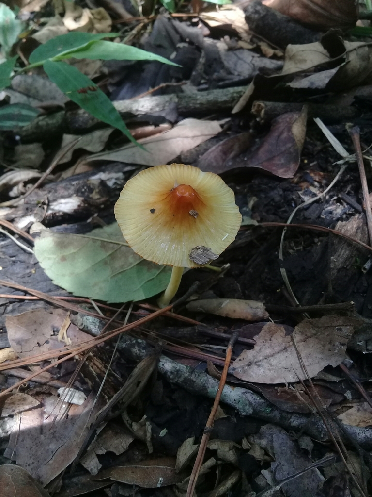 Bolbitius from Alvaro Obregon, 94732 Orizaba, Ver., México on July 9 ...