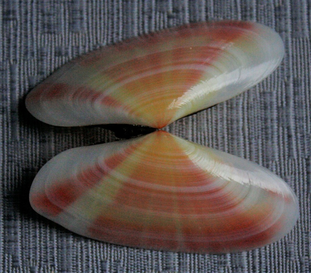 Sunrise tellin from Playa Ancon, Cuba on June 14, 2022 at 04:07 PM by ...