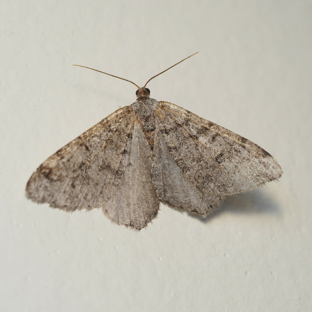 Macaria From Lake County CO USA On June 28 2022 At 09 37 PM By macaria-from-lake-county-co-usa-on-june-28-2022-at-09-37-pm-by