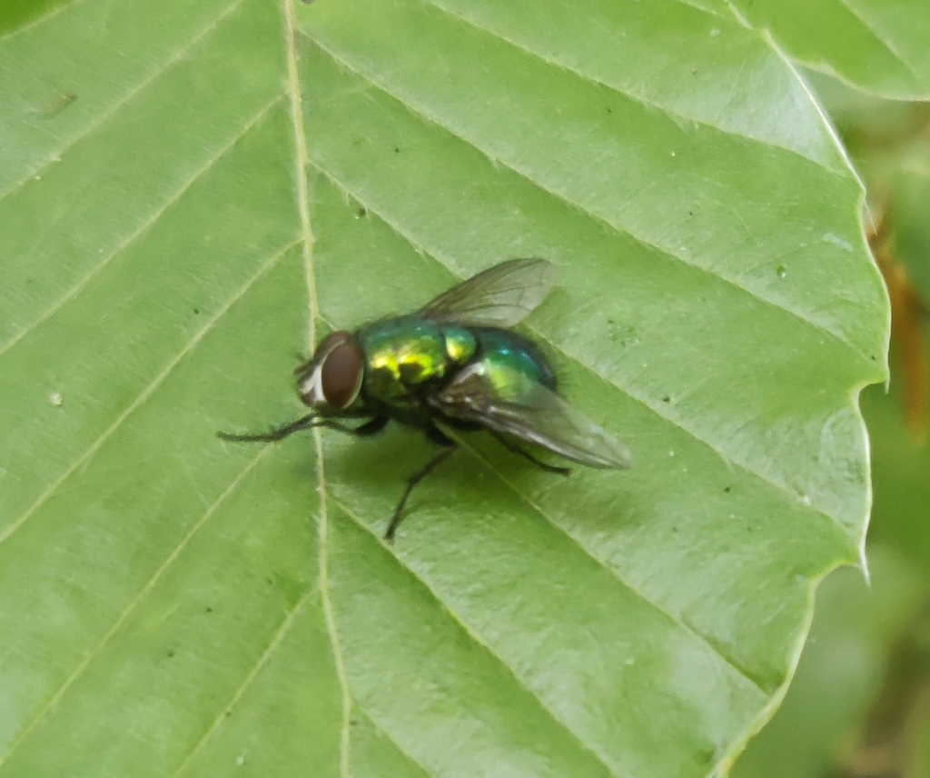 Greenbottle Flies from Dobrova-Polhov Gradec, Osrednjeslovenska ...
