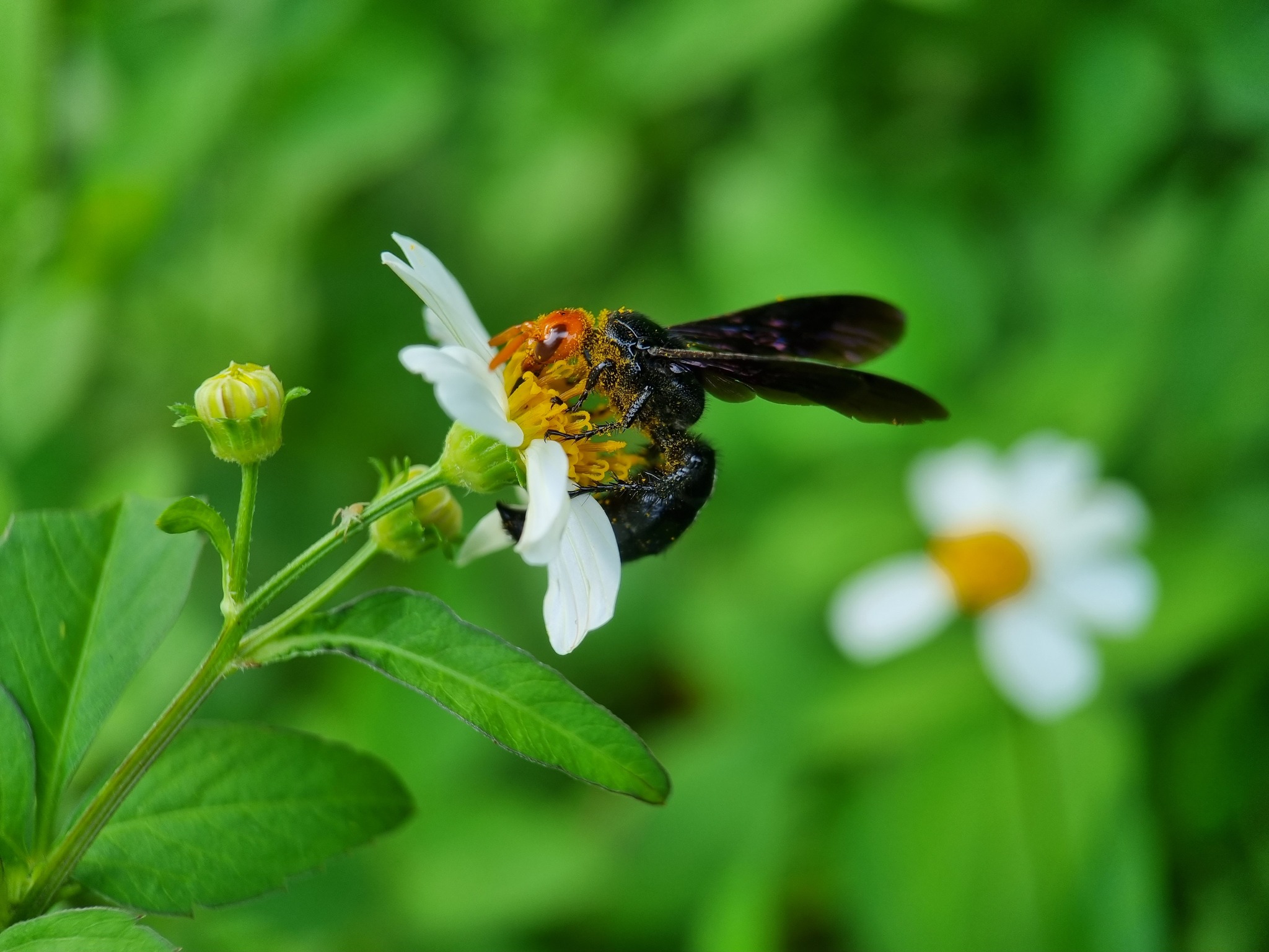 Austroscolia ruficeps (Smith, 1855)