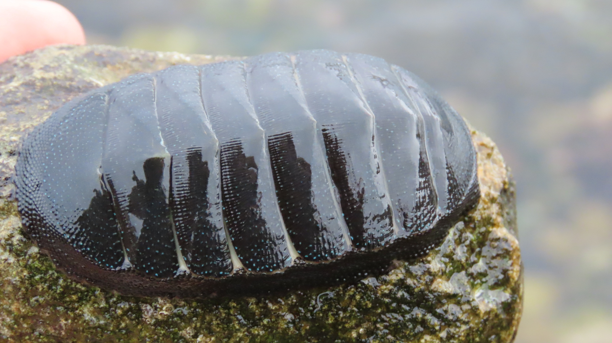 Chiton magnificus Deshayes, 1827