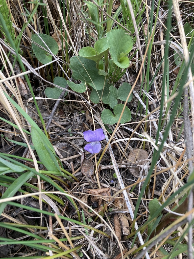 northern bog violet from Southwest Calgary, Calgary, AB, Canada on May ...