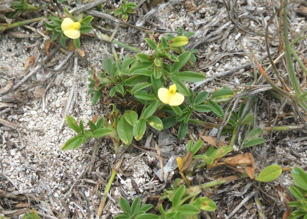 Caribbean Stylo from Trail from Conch Bar, Turks and Caicos Islands on ...