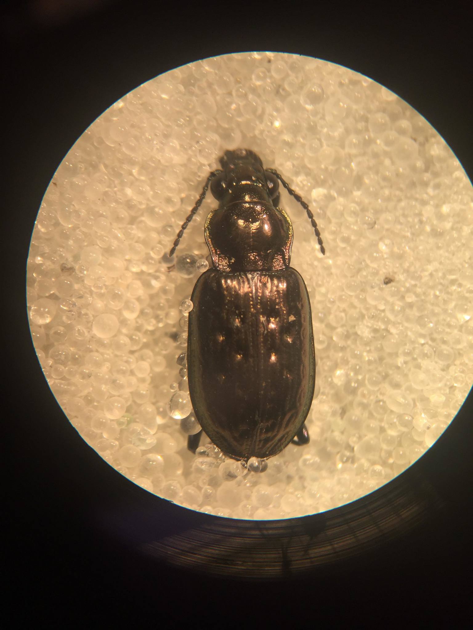 Blethisa multipunctata (Linnaeus, 1758)