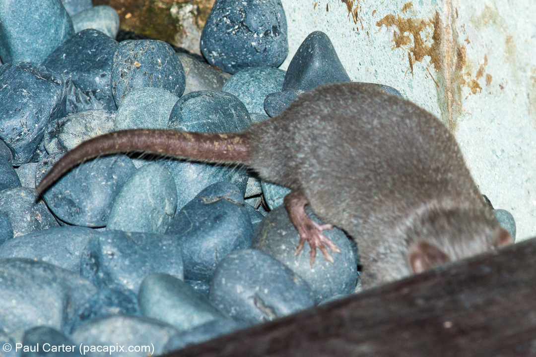 Suncus murinus (Linnaeus, 1766)