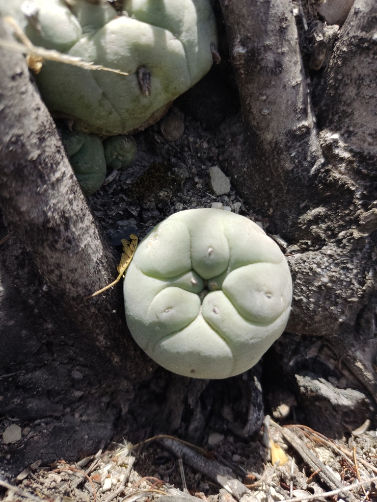 Lophophora diffusa in July 2022 by Jose Antonio Aranda Pineda · iNaturalist