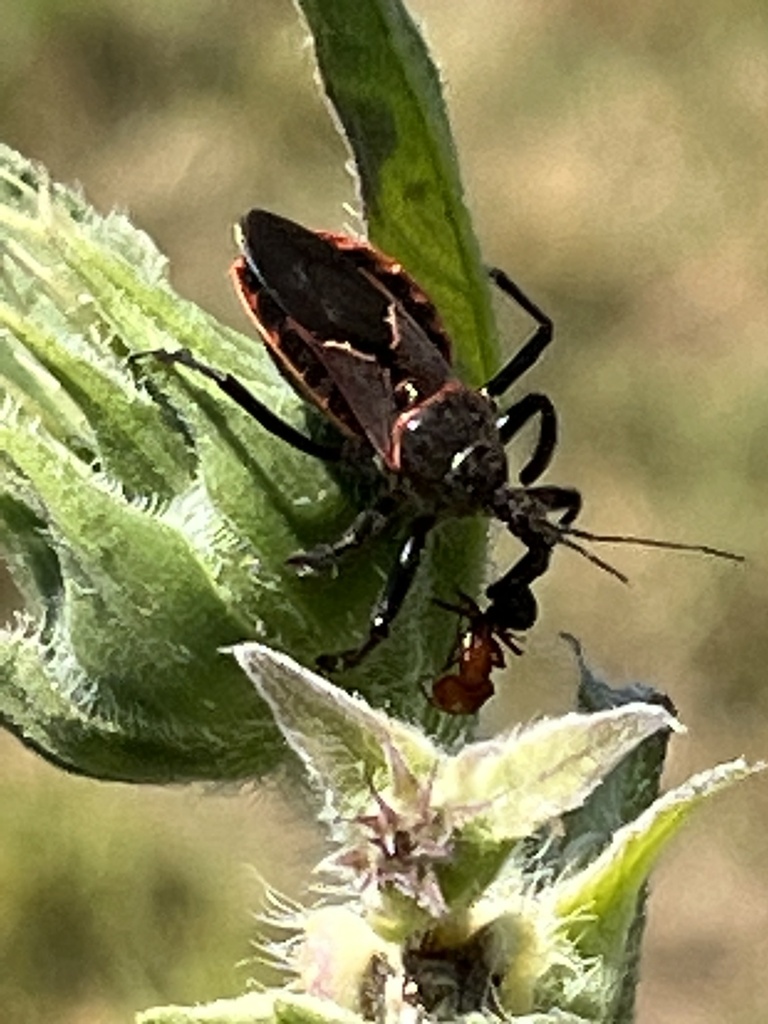 Bee Assassins from SH-37, Hinton, OK, US on July 2, 2022 at 11:45 AM by ...