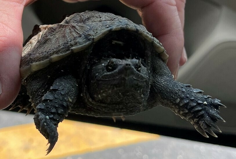 Common Snapping Turtle from Broward County, FL, USA on July 24, 2021 at ...
