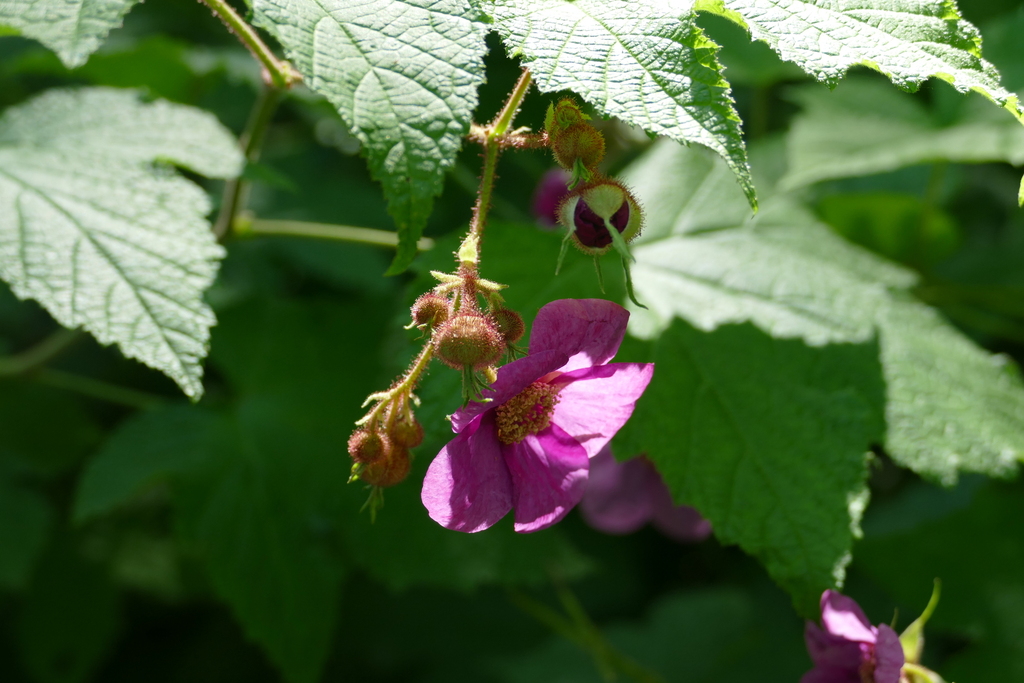 purple-flowered raspberry from Augusta County, US-VA, US on June 30 ...