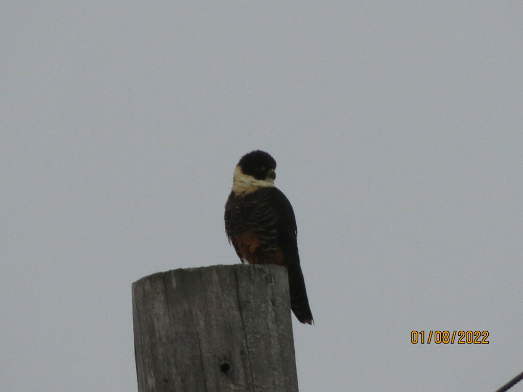 Bat Falcon from Hidalgo County, TX, USA on January 8, 2022 at 07:33 AM ...