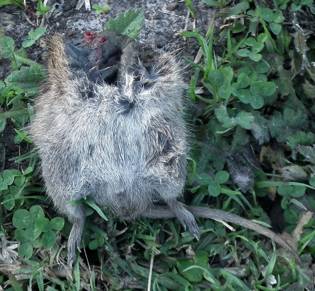 Southern Vlei Rat from Garden Route Botanical Garden on July 01, 2022 ...