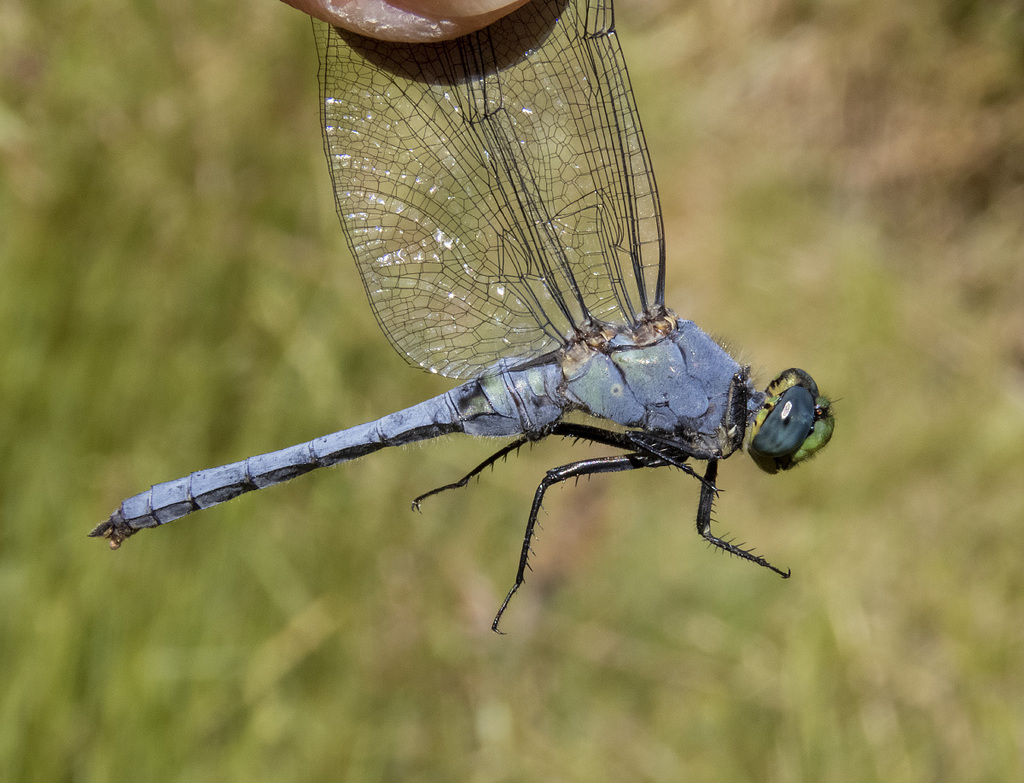 Western Pondhawk from Resighini Rancheria, Del Norte Co., California on ...