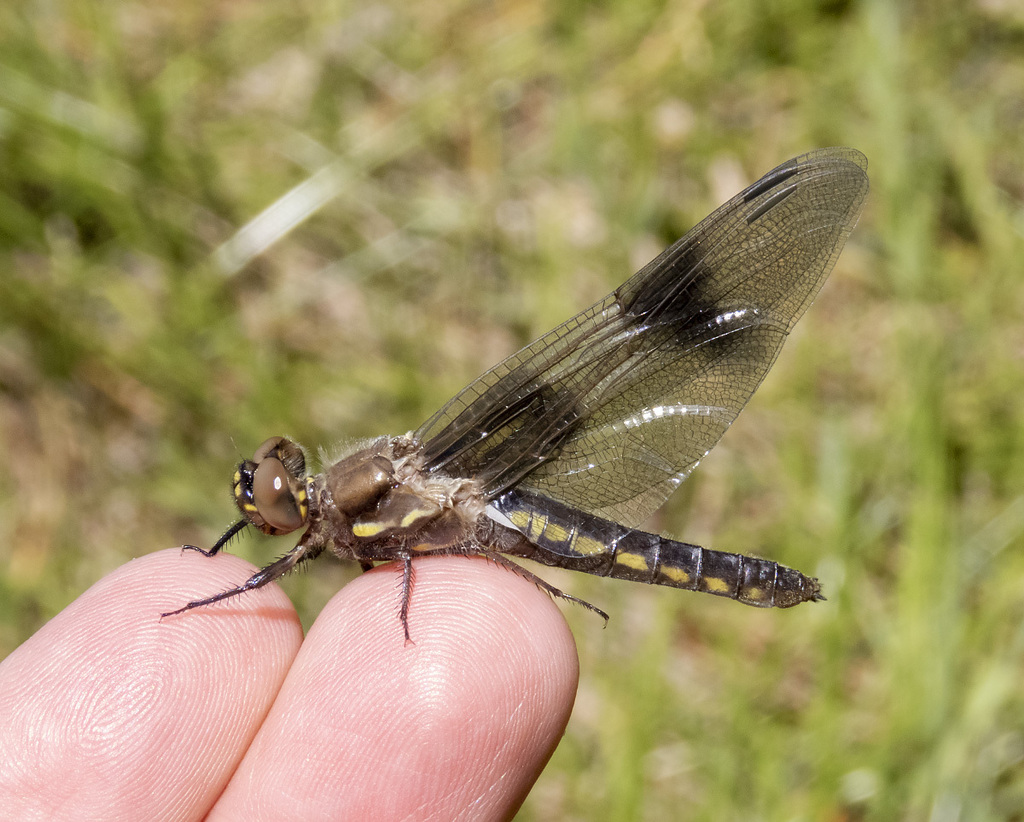 Eight-spotted Skimmer from Resighini Rancheria, Del Norte Co ...