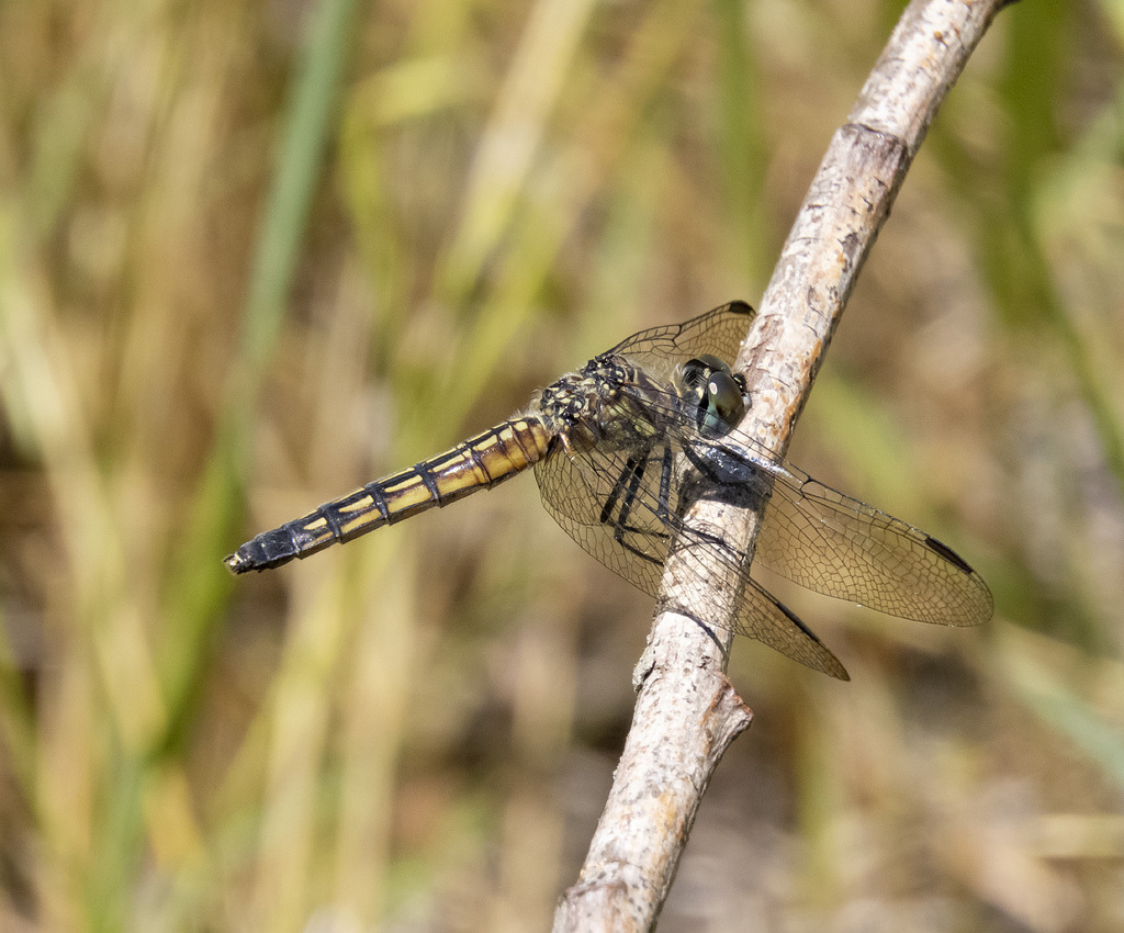 Blue Dasher from Resighini Rancheria, Del Norte Co., California on June ...