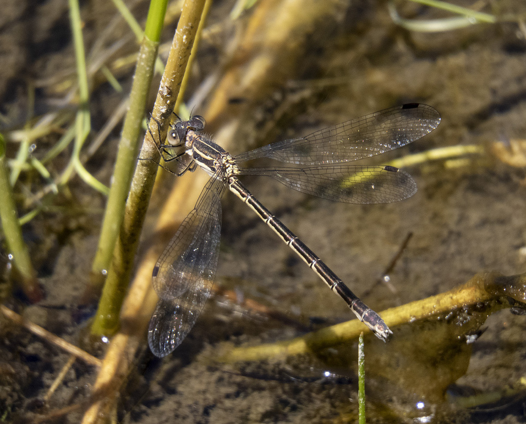 Black Spreadwing from Resighini Rancheria, Del Norte Co., California on ...