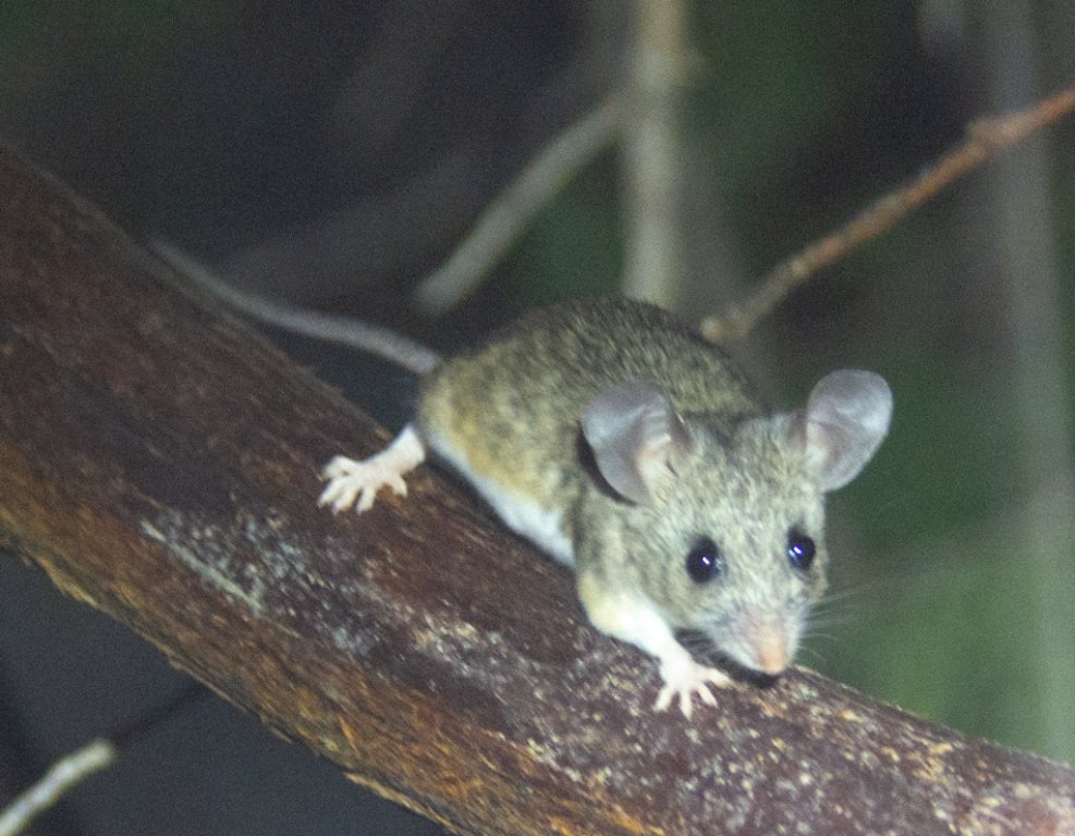 North American Deer Mice in June 2022 by Alan Dahl · iNaturalist