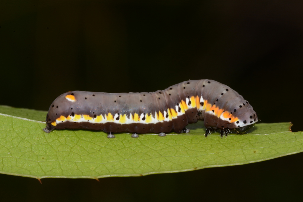 Chocolate Moth from Jackson County, MS, USA on July 7, 2020 at 01:22 PM ...