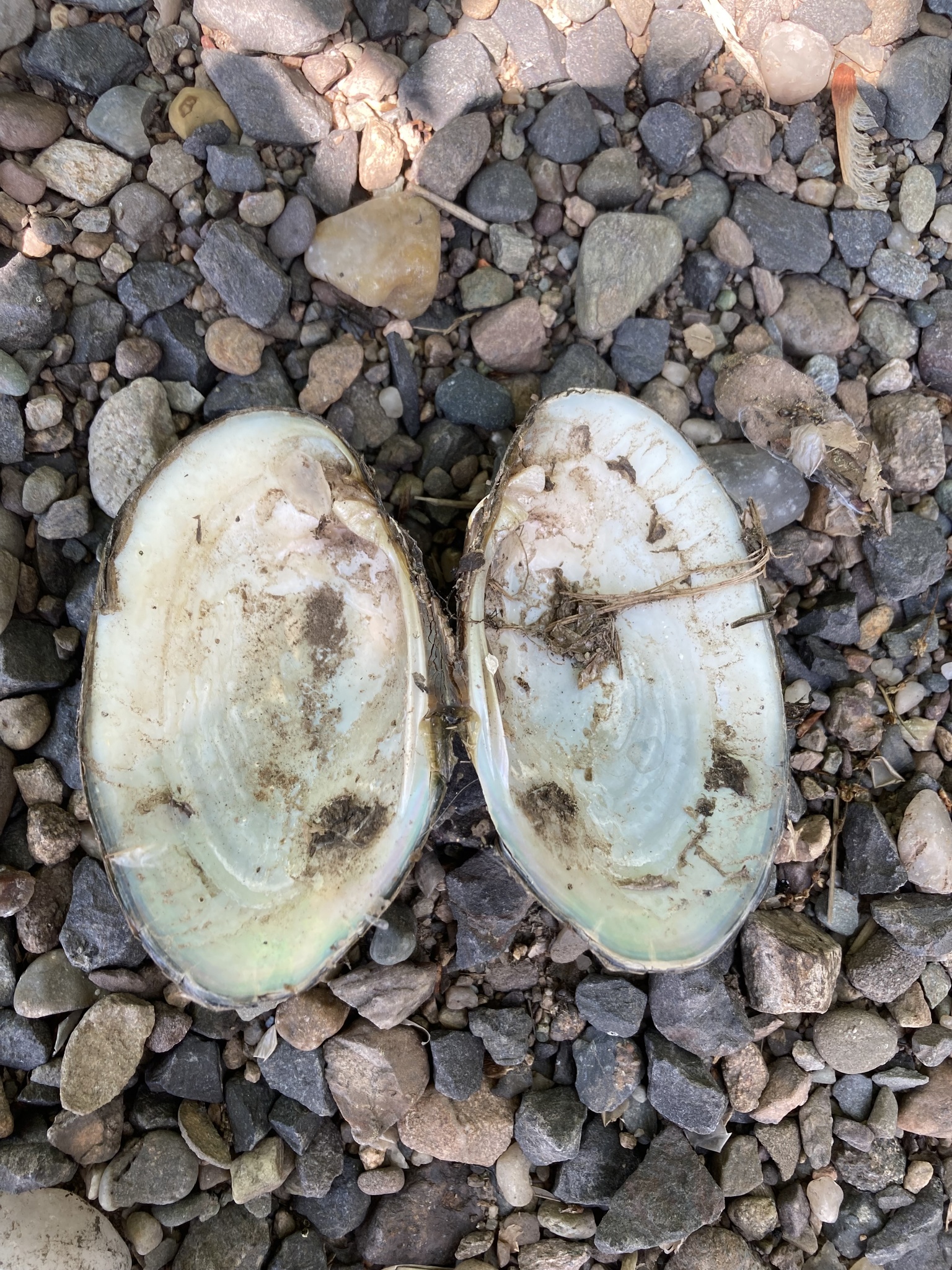 Lampsilis radiata (Gmelin, 1791)