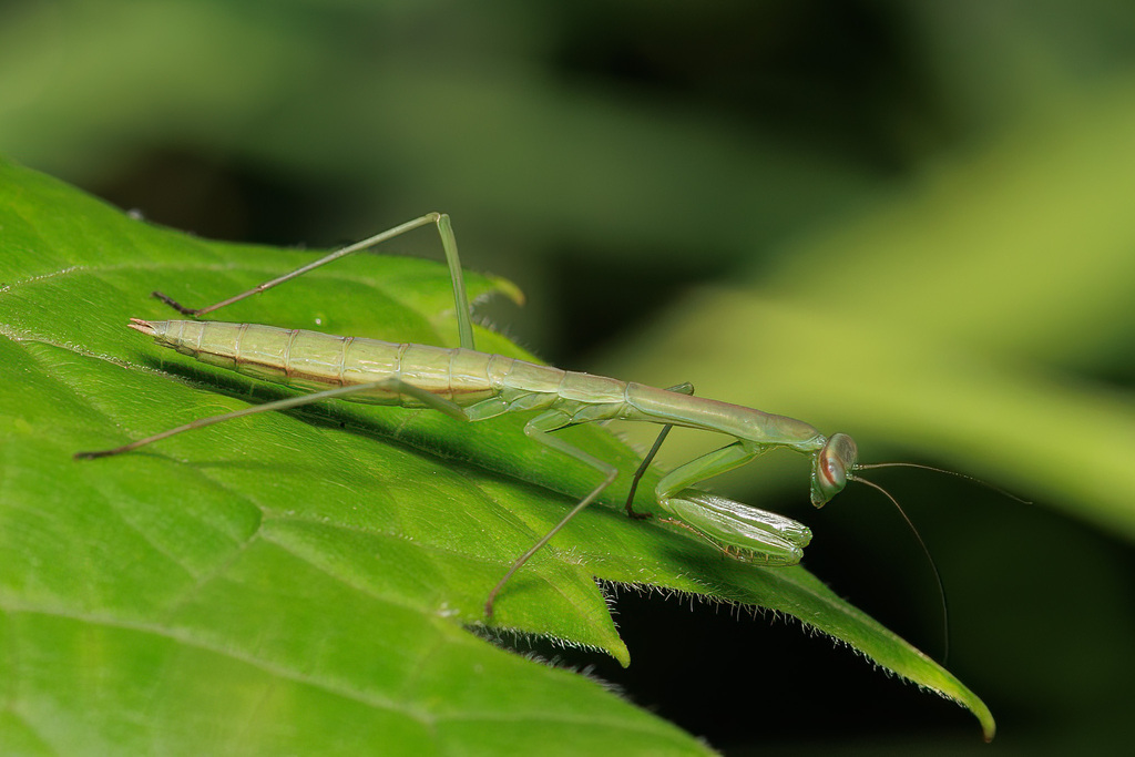 Chinese Mantis from Taylor Creek Park, Toronto, ON, Canada on July 2 ...