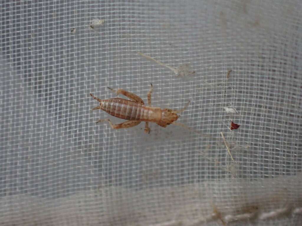 Hairy Scale-cricket from 13530 Trets, France on July 2, 2022 at 04:15 ...