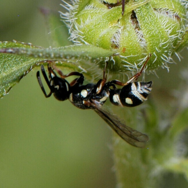Stenodynerus in July 2022 by Elliott Gordon · iNaturalist