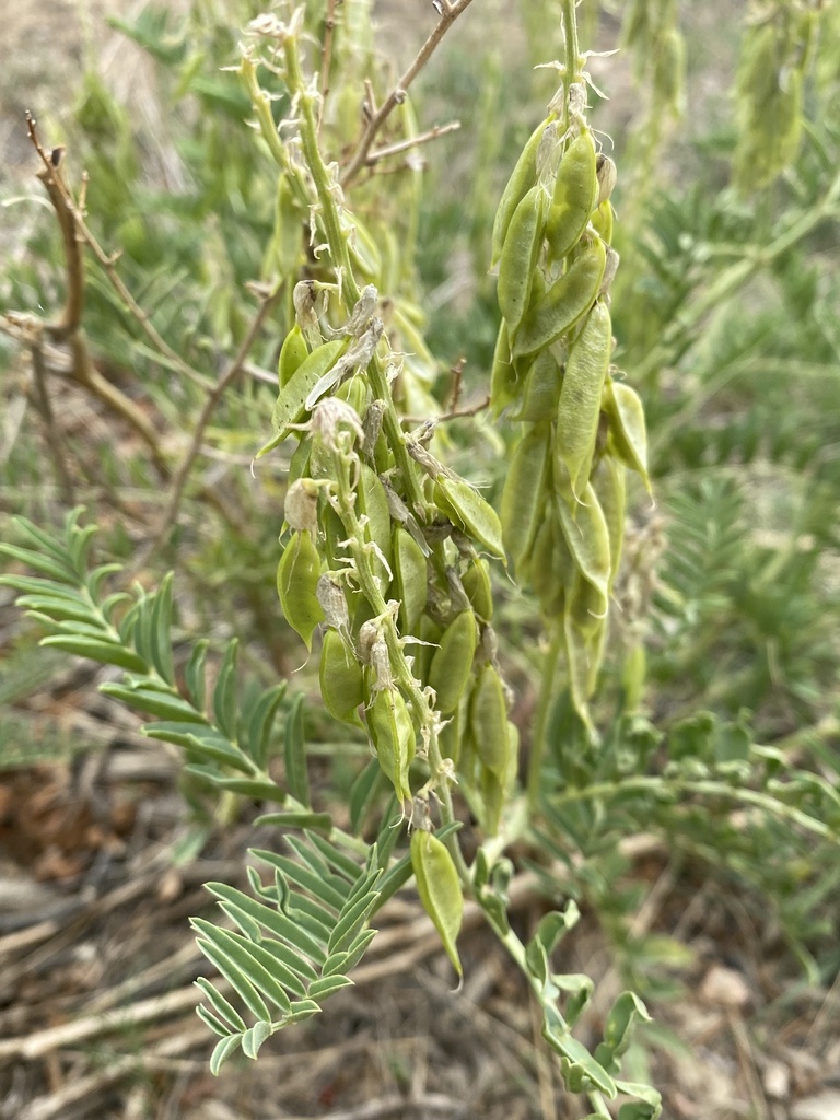 Two-grooved Milkvetch from Gateway Rd, Colorado Springs, CO, US on July ...