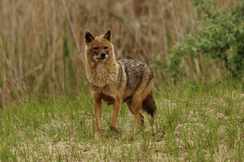 European Jackal from Lagărul comunist Periprava, Roménia on May 8, 2016 ...
