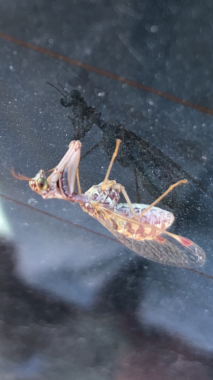 Mantispa styriaca (Poda, 1761)