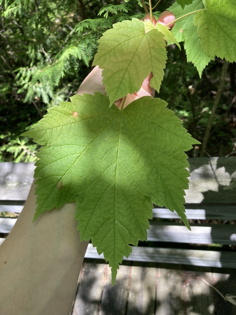Mountain Maple from Harrisville State Park, Harrisville, MI, US on July ...