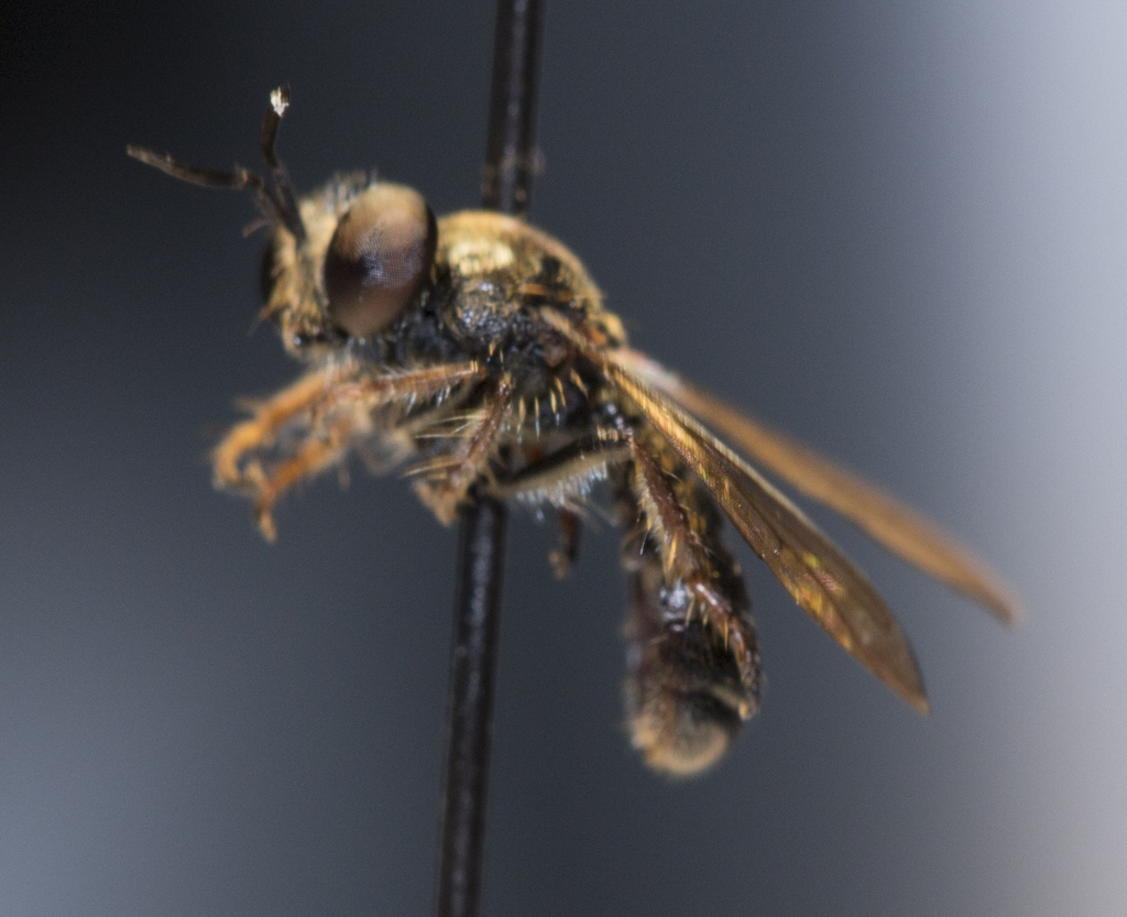 Cerotainia macrocera in June 2020 by vanessachilcoat. OHAS-831 ...