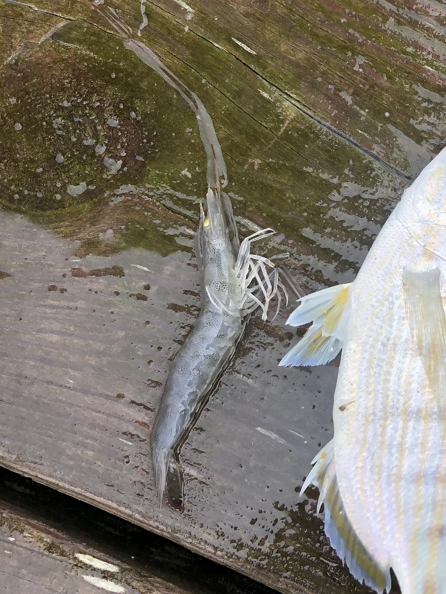 Penaeus setiferus (Linnaeus, 1767)