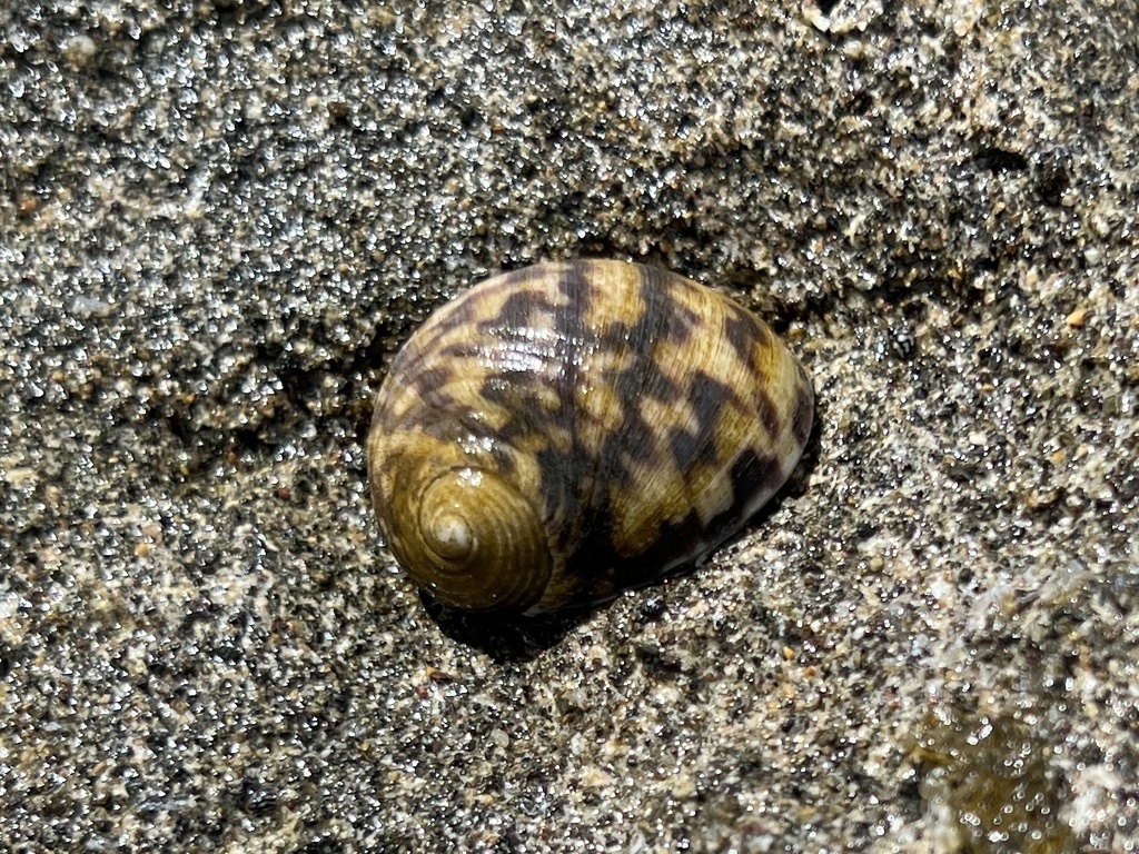 Bleeding Tooth Nerite from North Atlantic Ocean, Manatí, Puerto Rico ...